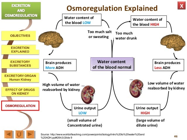 Biology M3 Excretion & Osmoregulation