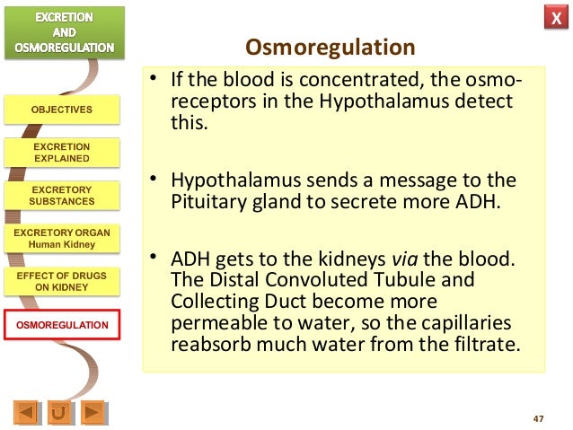 Osmoregulation Definition