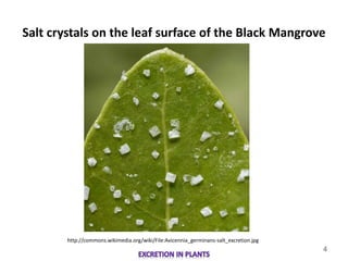 Biology M3 Excretion in Plants | PPTX
