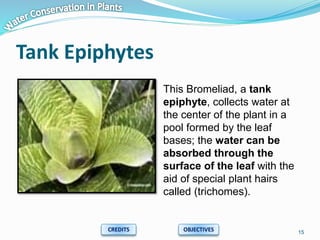 Biology M3 Water Conservation in plants | PPTX