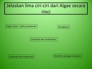 M4 kelompok 7 klasifikasi tumbuhan tingkat rendah | PPTX