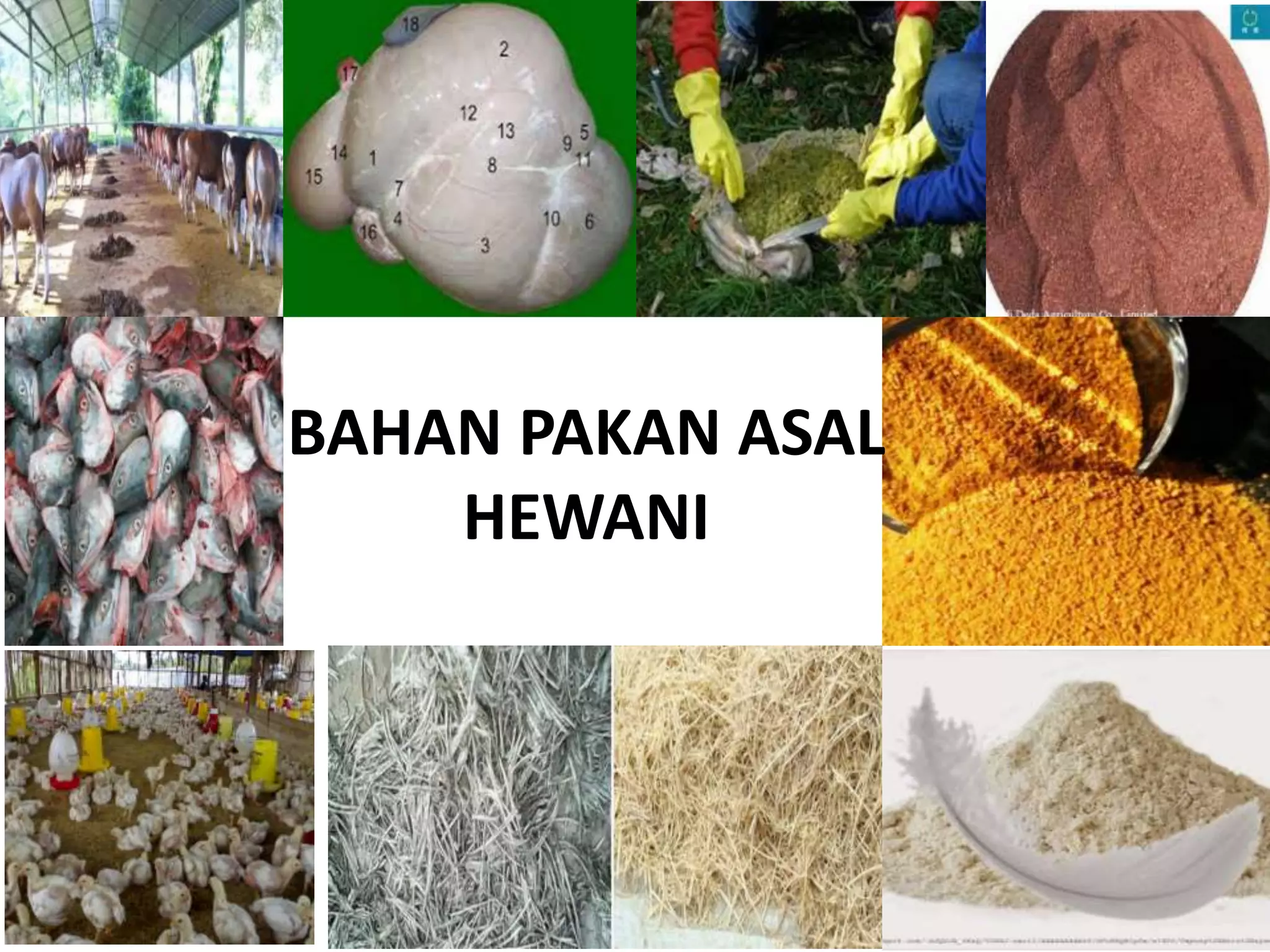 M4KON-BAHAN-PAKAN-ASAL-HEWANI.pptx