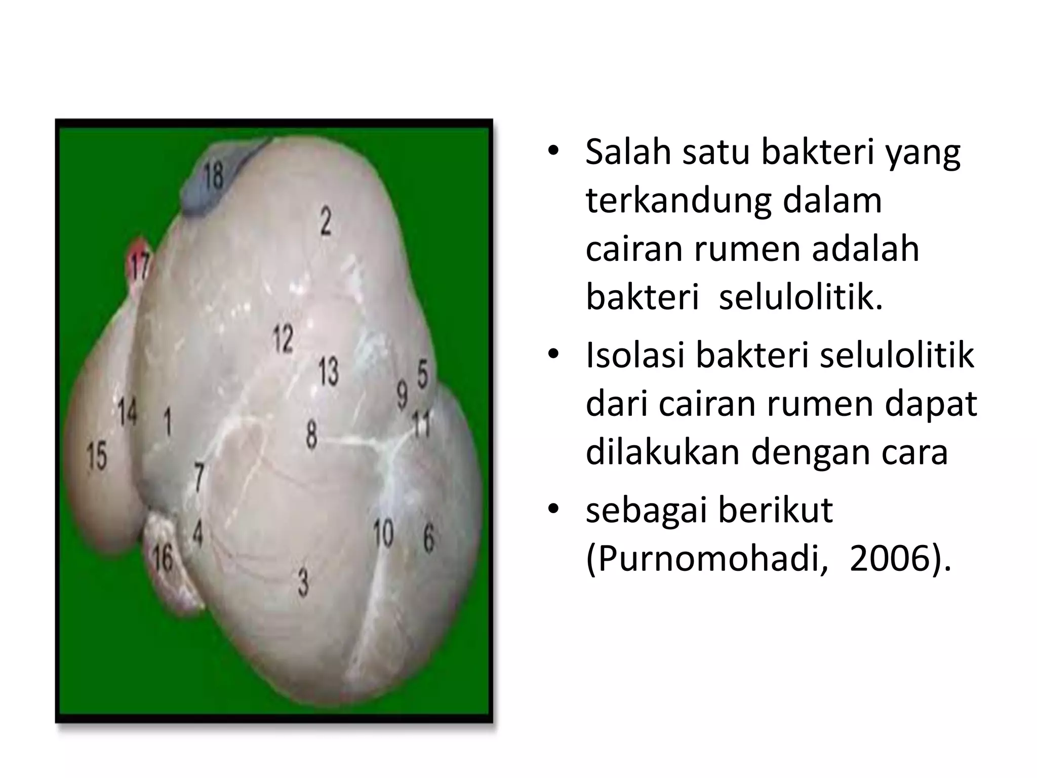 M4KON-BAHAN-PAKAN-ASAL-HEWANI.pptx