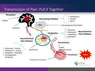 M5_Anatomy-and-Physiology-of-Pain.module5pptx | PPTX