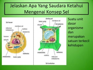 M5 kelompok 7 sel tanaman | PPTX