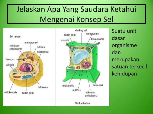 M5 kelompok 7 sel tanaman | PPTX