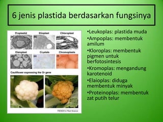 M5 kelompok 7 sel tanaman | PPTX