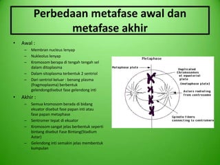 M6 kelompok 7 pembelahan sel | PPTX