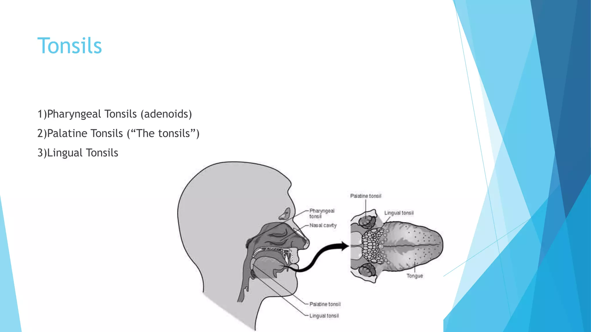 ANES 1502 - M6 PPT: Anatomy of the Upper Aerodigestive Tract | PPTX