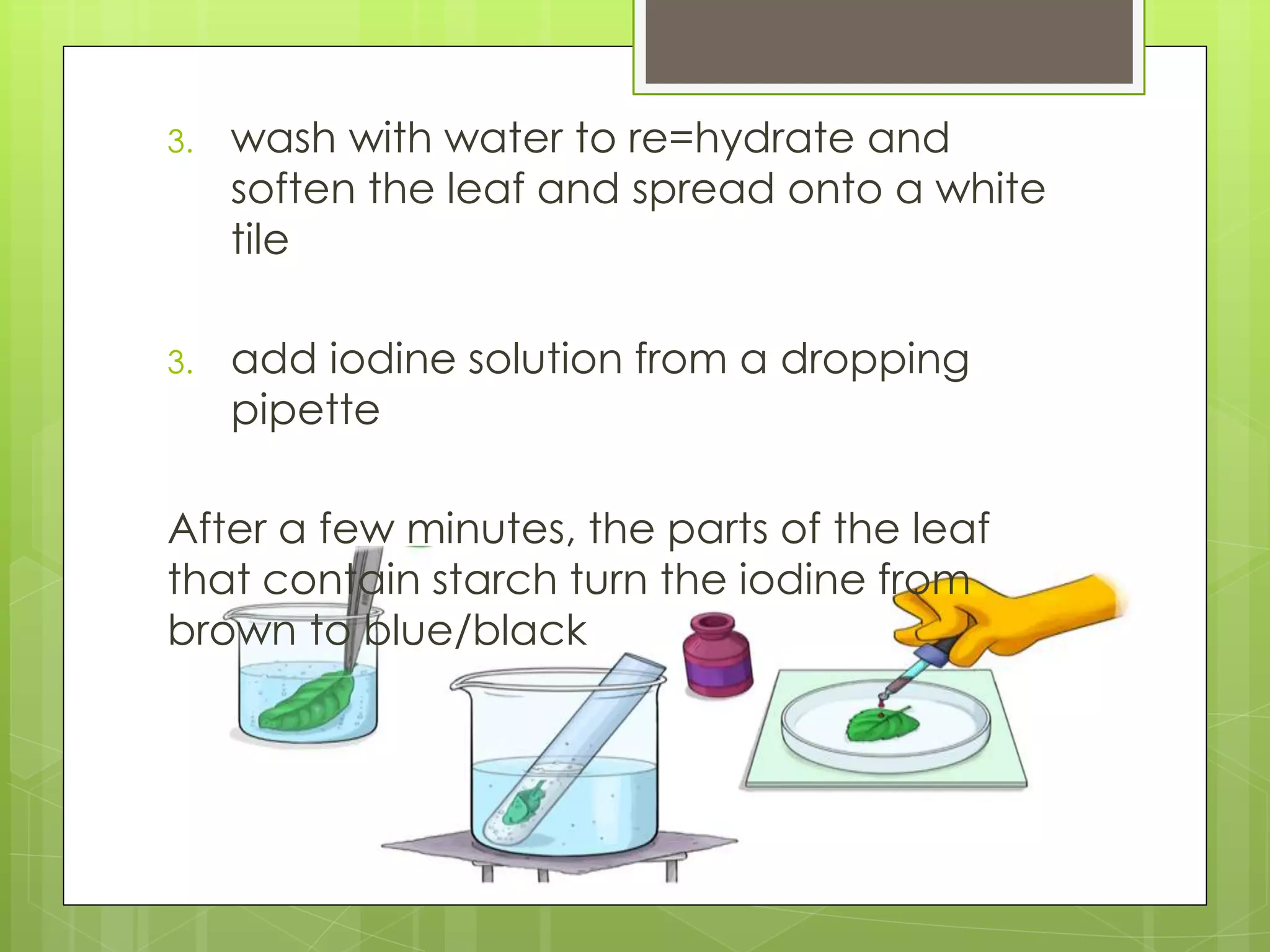 Photosynthesis and the leaf - starch test | PPTX