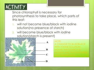 Photosynthesis and the leaf - starch test | PPTX