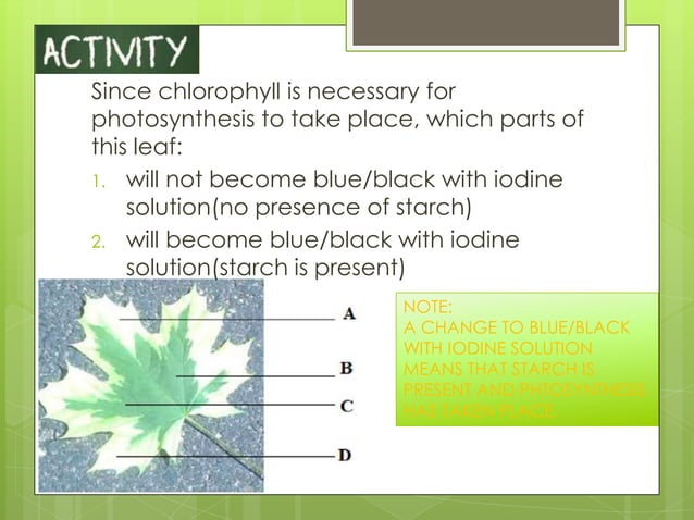 Photosynthesis and the leaf - starch test | PPTX | Chemistry | Science
