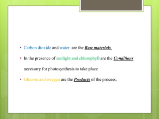 Photosynthesis and the leaf - starch test | PPTX