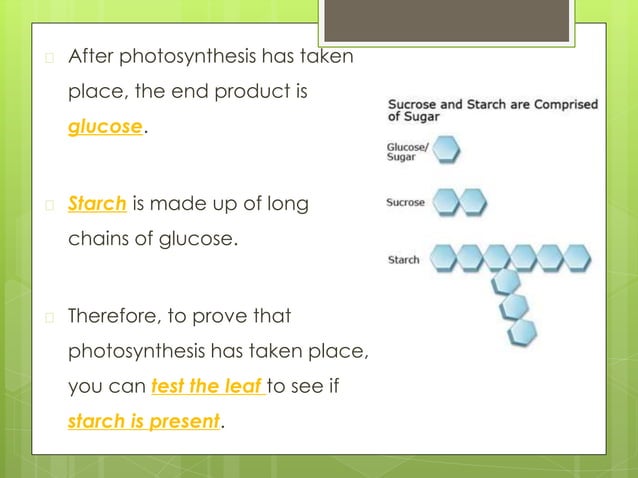 Photosynthesis and the leaf - starch test | PPTX | Chemistry | Science