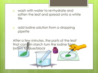 Photosynthesis and the leaf - starch test | PPTX