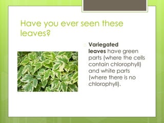 Photosynthesis and the leaf - starch test | PPTX