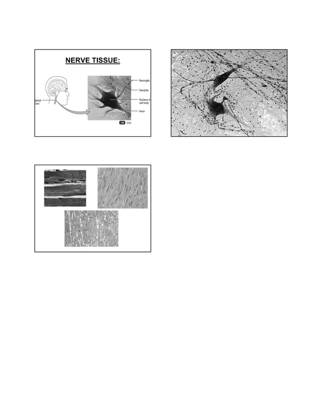 Muscle tissue and nervous tissues | PDF