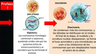 M7 nucleo mitosis y meiosis | PPTX
