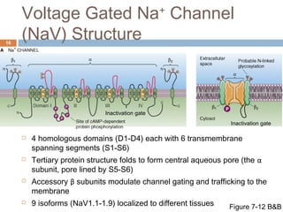 Ionic Equilibria and Membrane Potential | PPT
