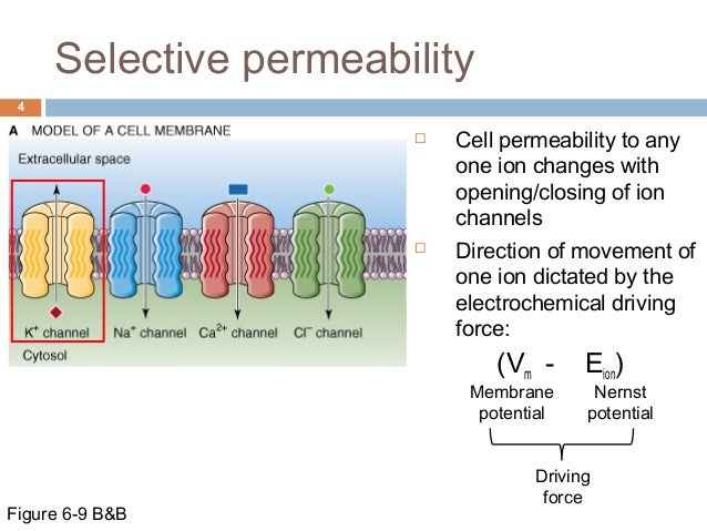 Ionic Equilibria and Membrane Potential