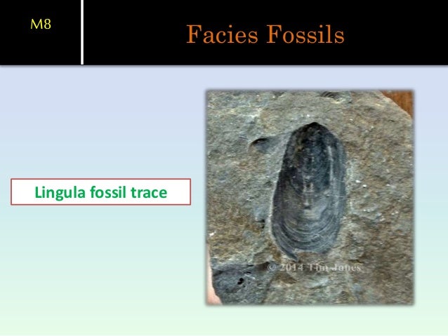 Fossil Record - Paleontology Geo-science