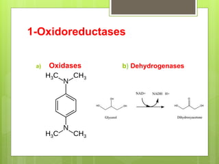 classification of enzymes | PPT