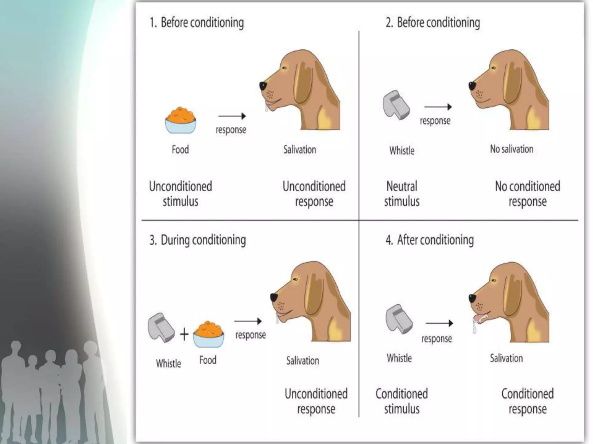 Classical conditioning by Ivan Pablov and Operant Conditioning by B.F. Skinner | PPT | Science