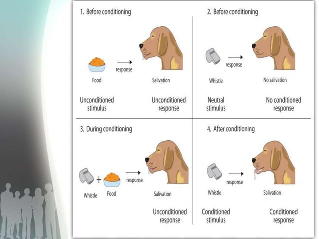 Classical conditioning by Ivan Pablov and Operant Conditioning by B.F. Skinner | PPT | Science