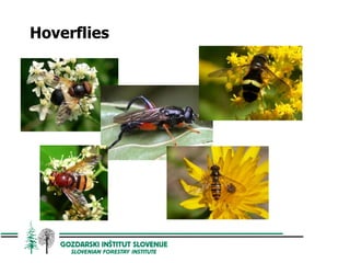 Maarten de groot_ birds_and_insects_slo | PPT