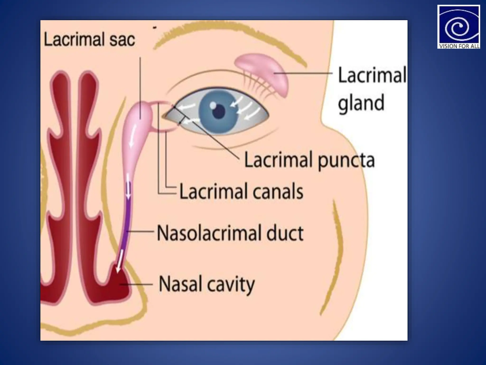 lacrimal system ppt | PPTX