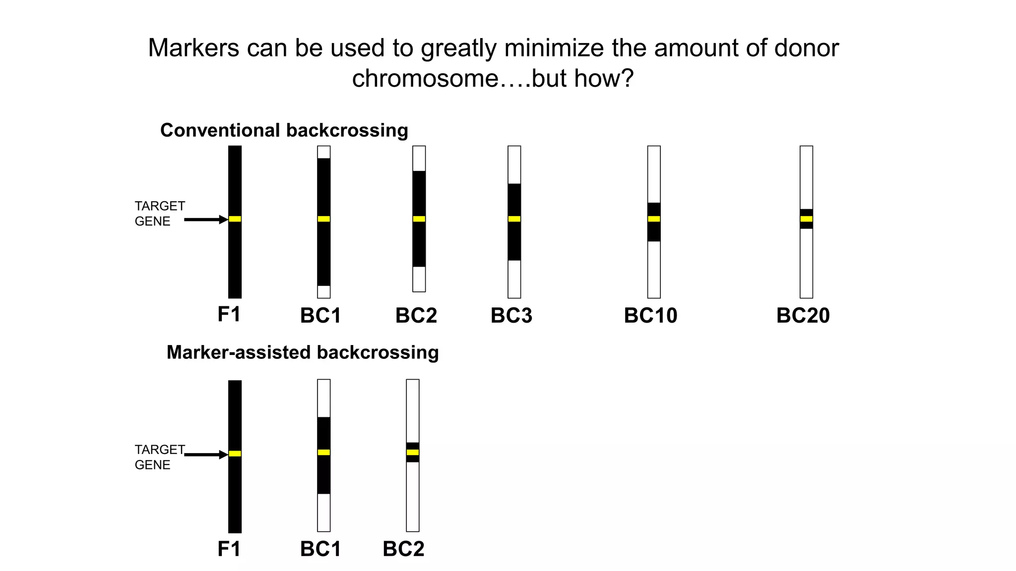 MARKER ASSISTED BACKCROSS BREEDING | PPTX