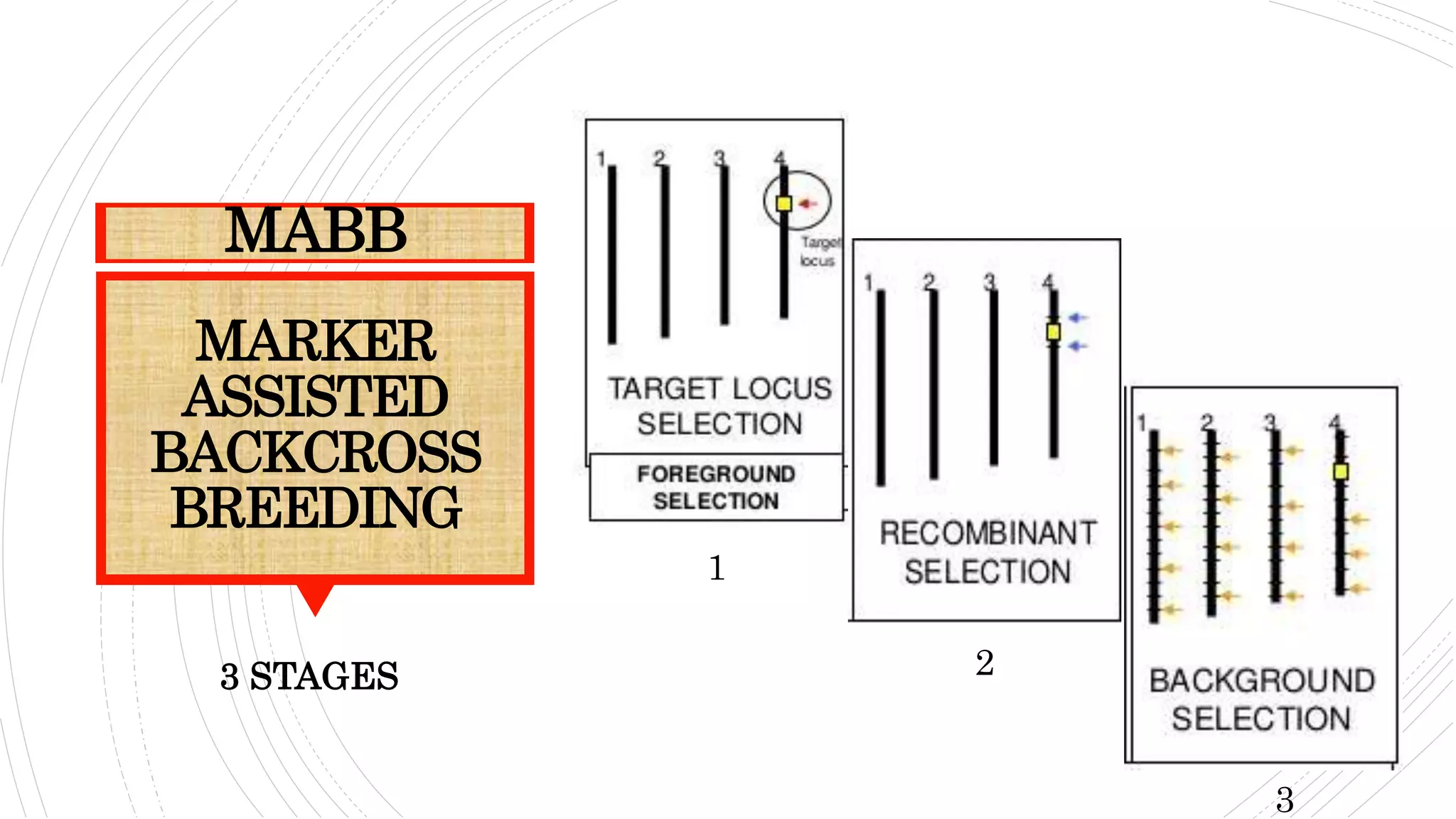 MARKER ASSISTED BACKCROSS BREEDING | PPTX