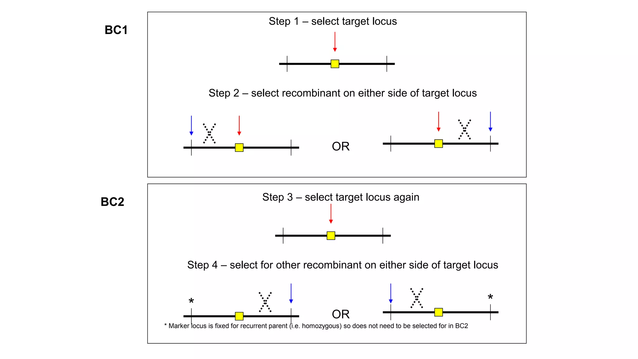 MARKER ASSISTED BACKCROSS BREEDING | PPTX