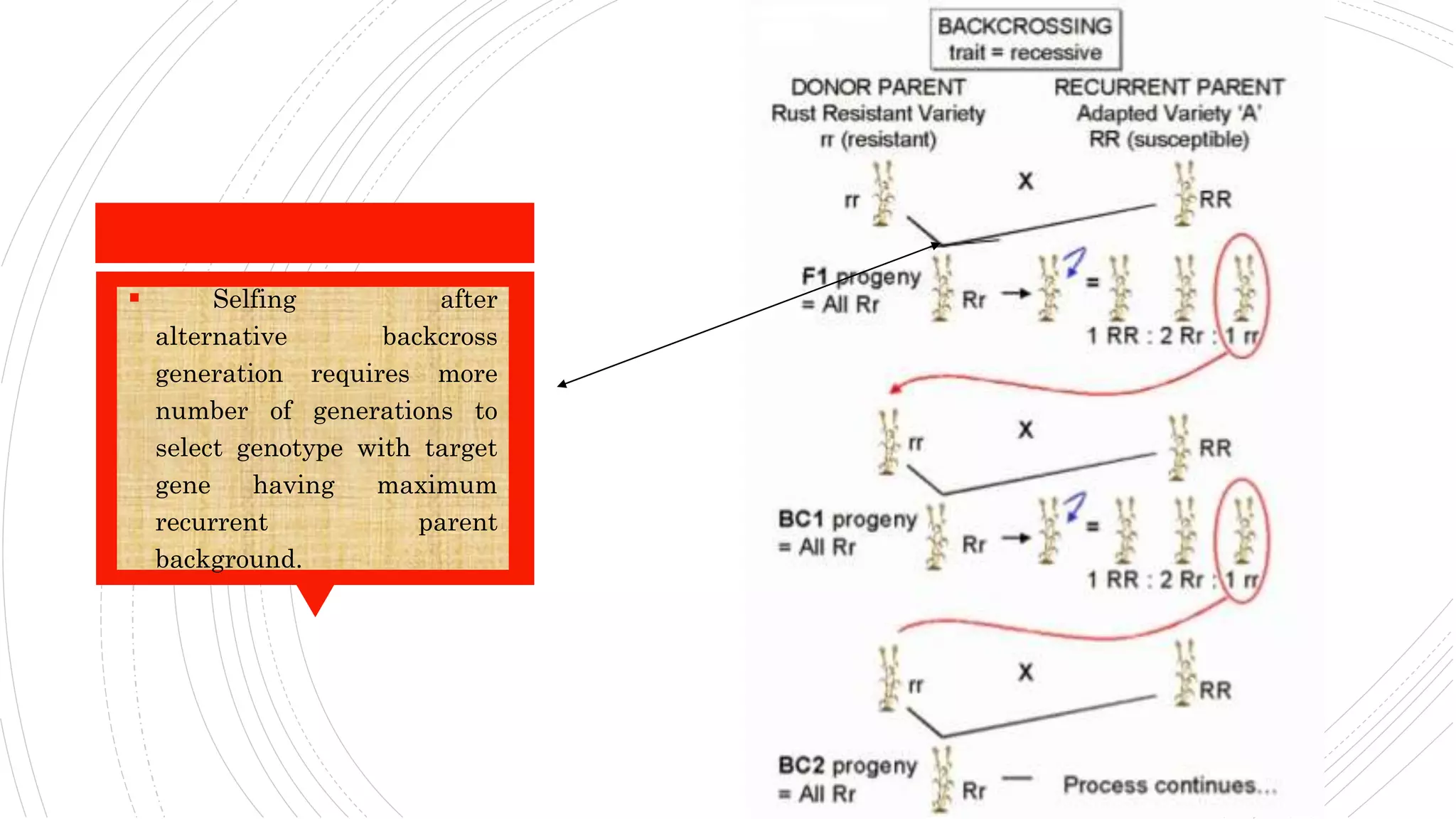 MARKER ASSISTED BACKCROSS BREEDING | PPTX