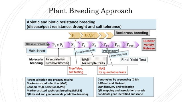 MARKER ASSISTED BACKCROSS BREEDING | PPTX