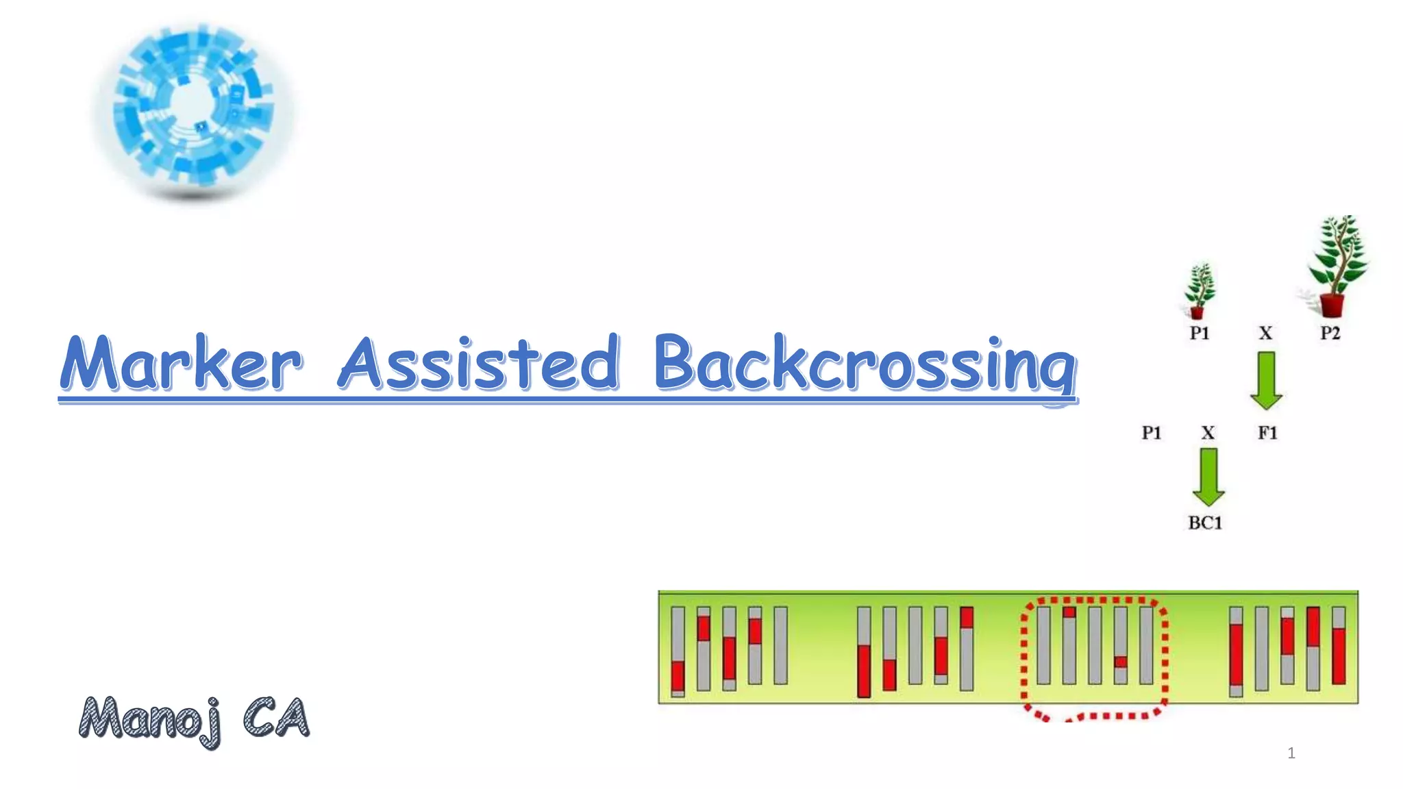 Marker Assisted Backcrossing (MABC) _ Manoj CA | PPTX