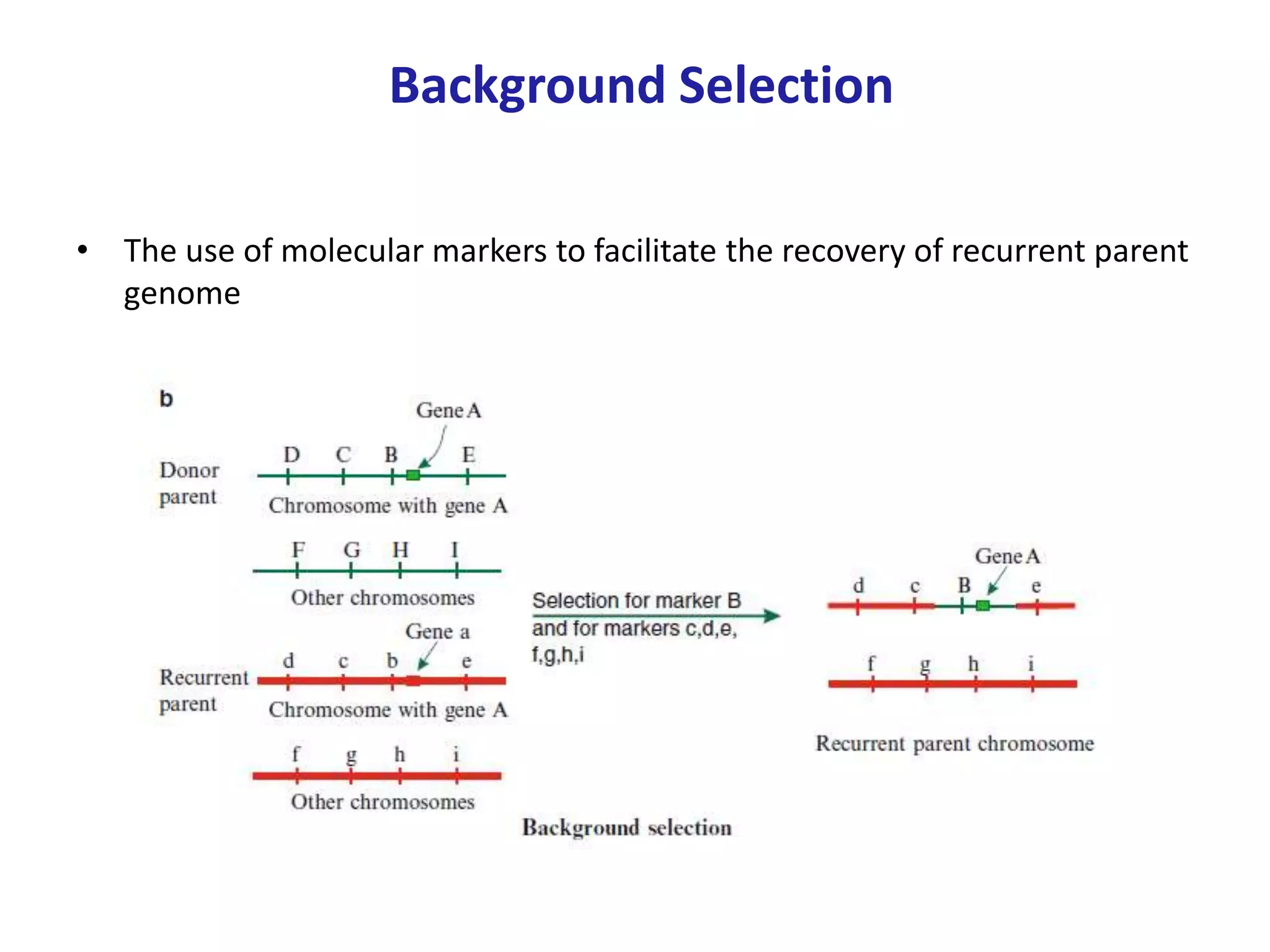 Marker Assisted Backcrossing | PPTX
