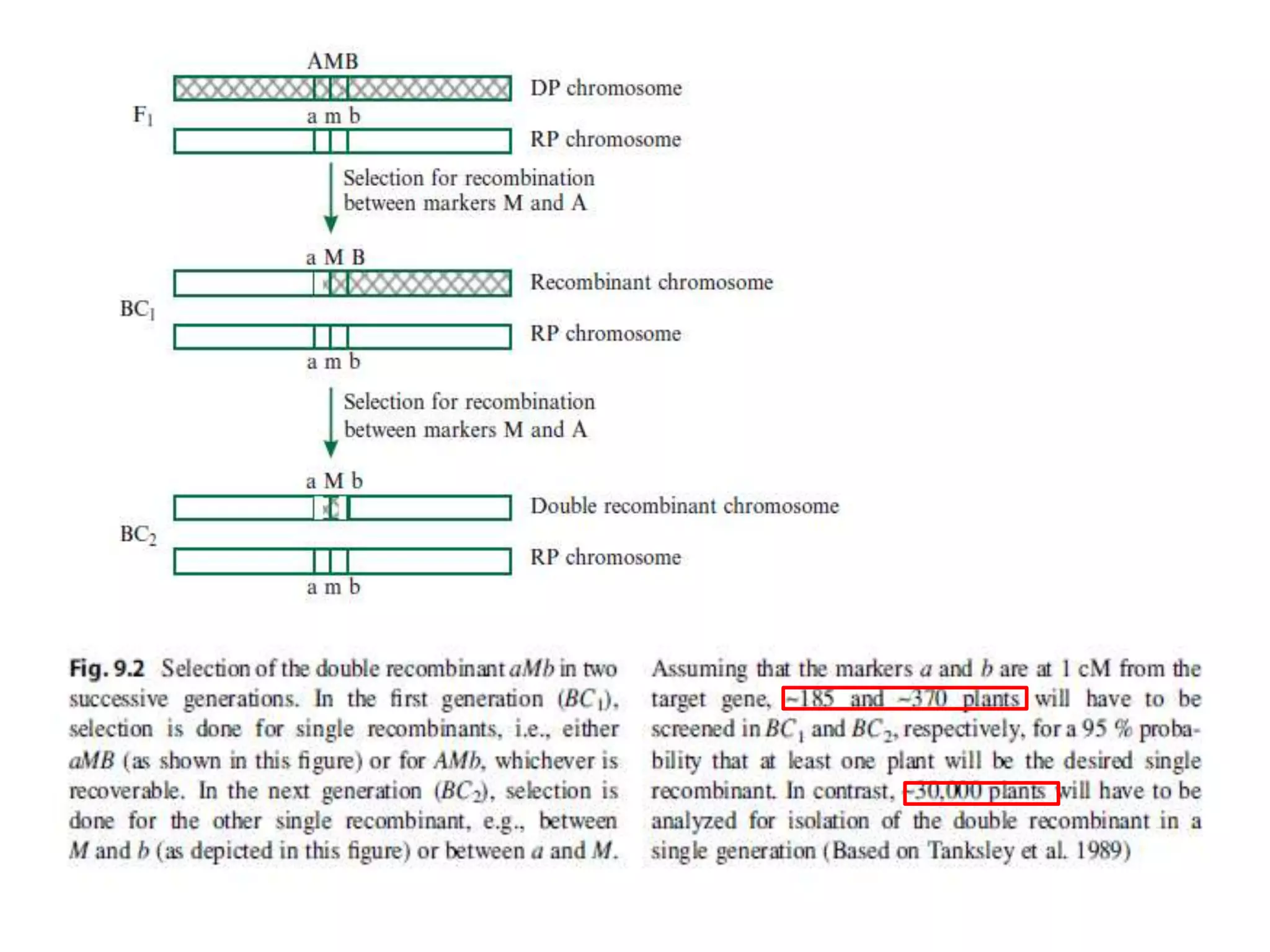 Marker Assisted Backcrossing | PPTX