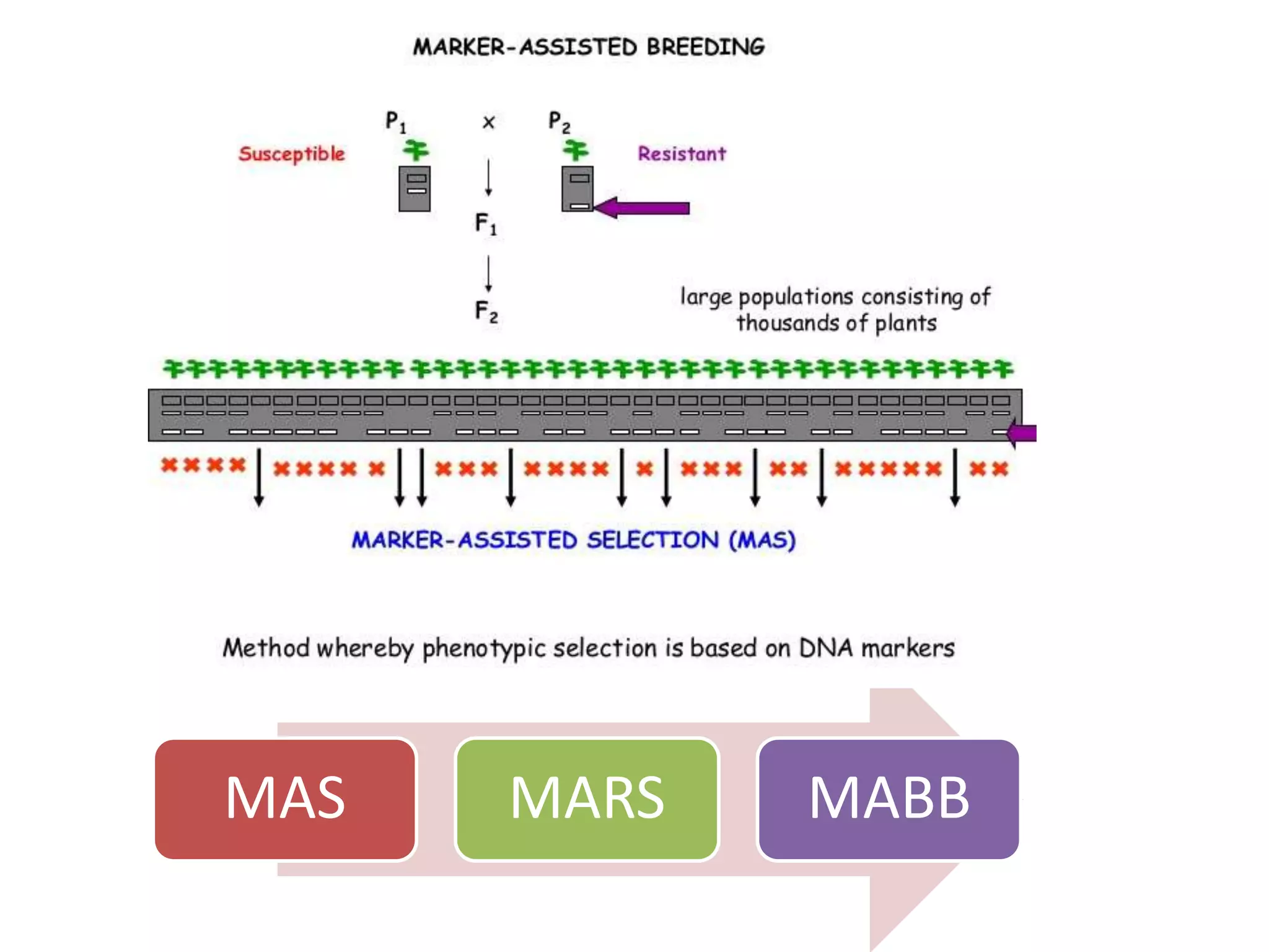 Marker Assisted Breeding in Maize | PPTX