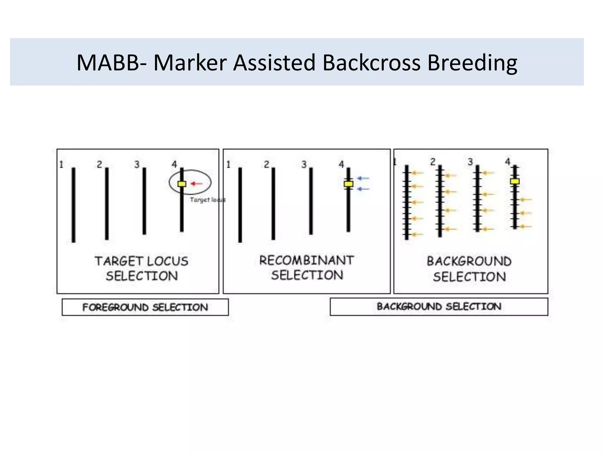 Marker Assisted Breeding in Maize | PPTX