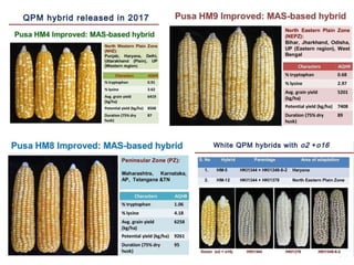 Marker Assisted Breeding in Maize | PPTX