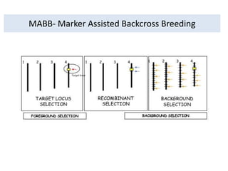 Marker Assisted Breeding in Maize | PPTX