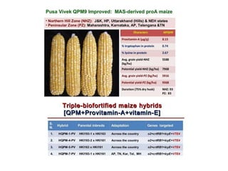 Marker Assisted Breeding in Maize | PPTX