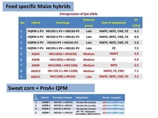 Marker Assisted Breeding in Maize | PPTX