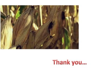 Marker Assisted Breeding in Maize | PPTX
