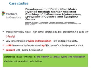 Marker Assisted Breeding in Maize | PPTX