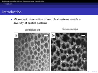 Exploring spatial pattern formation using a simple individual-based model | PPT