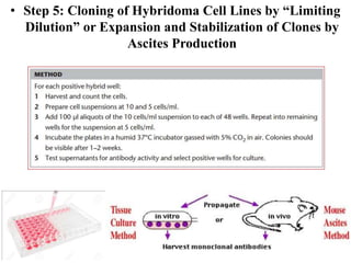 monoclonal antibody production & hybridization and charecterization | PPTX