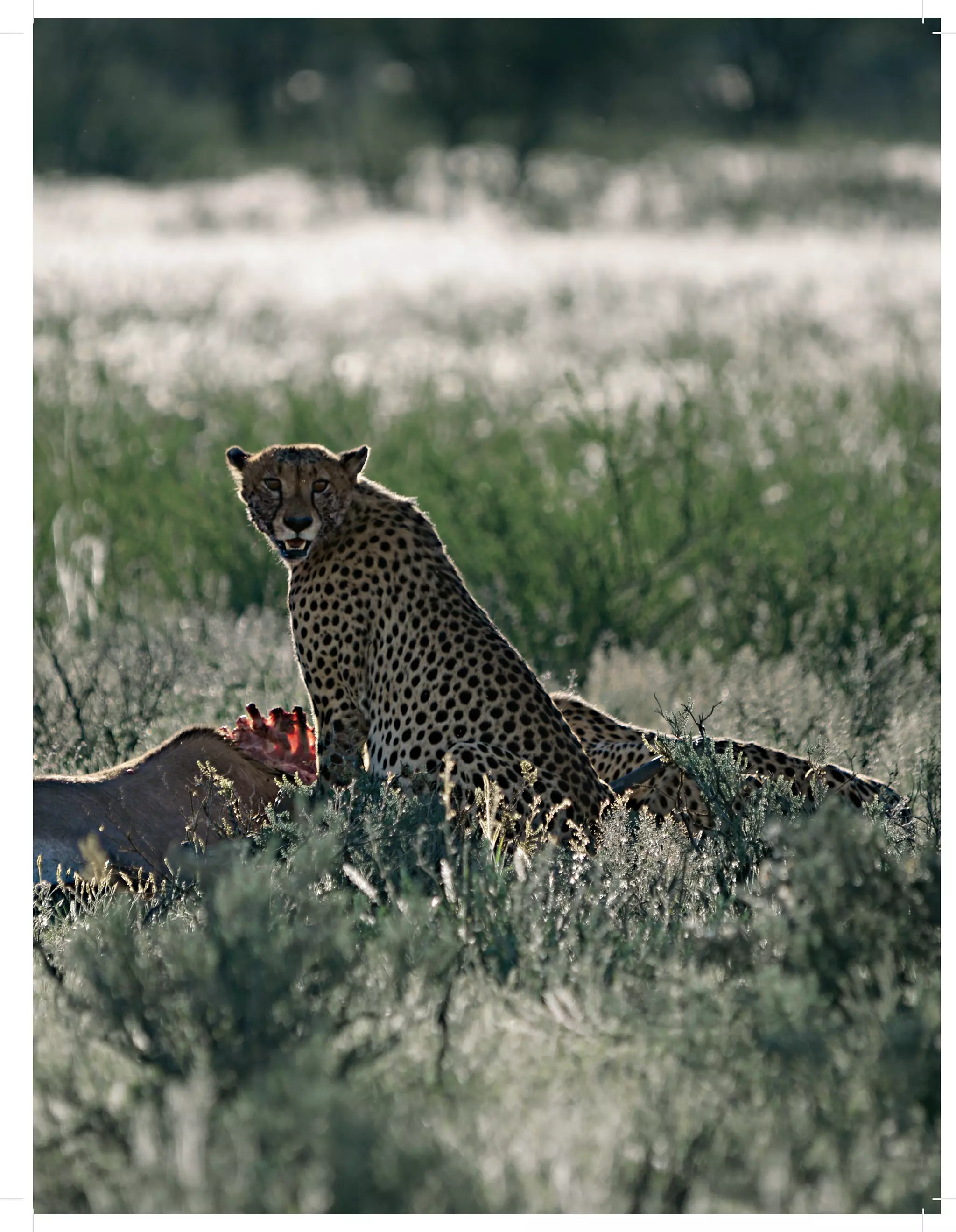 Mabua bares its teeth | PDF