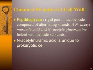Understanding of the Bacterial Structure.ppt